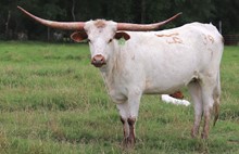 ROWDY HR ultimate longhorn bull, 2 bronze champion