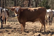 ROWDY HR ultimate longhorn bull, 2 bronze champion